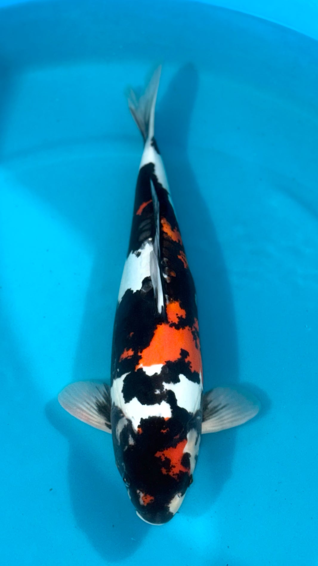 Japanese Koi and Dry Goods – Park Farm Fisheries Koi Sales