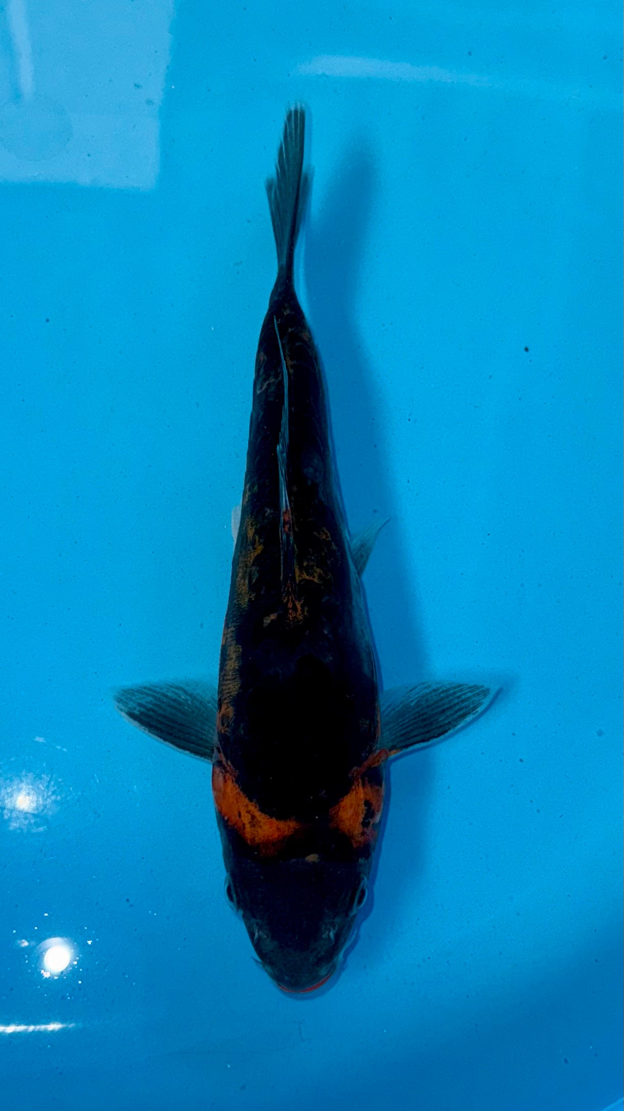 Doitsu Goshiki – Park Farm Fisheries Koi Sales