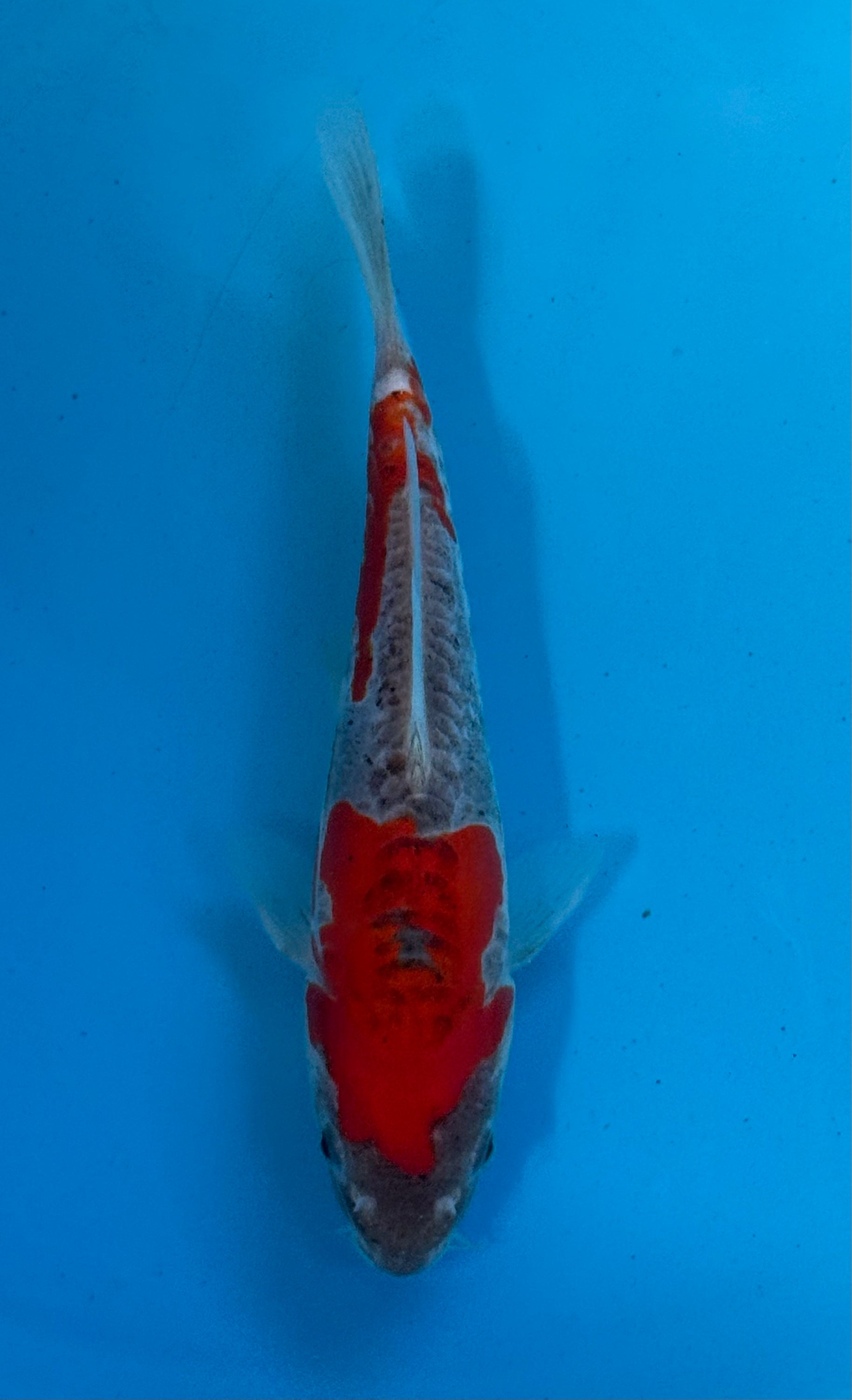 Doitsu Goshiki – Park Farm Fisheries Koi Sales