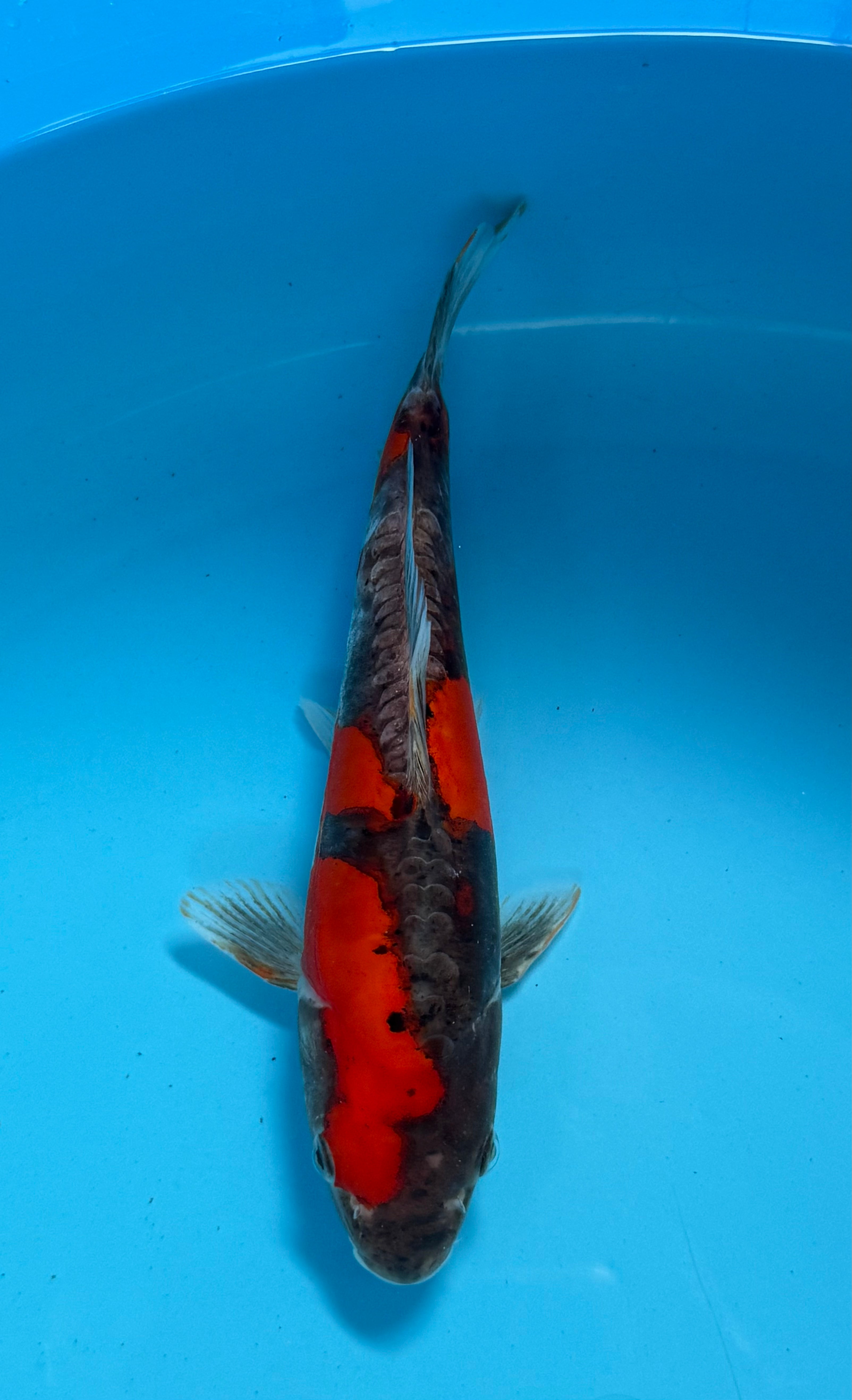 Doitsu Goshiki – Park Farm Fisheries Koi Sales