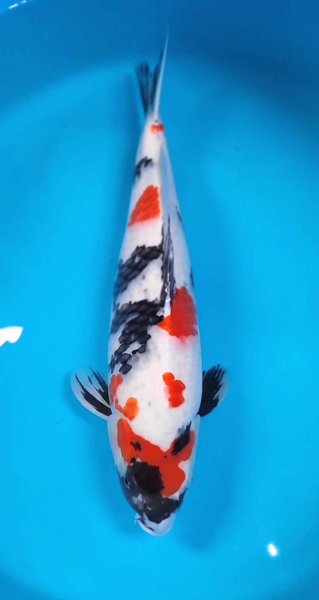 Japanese Koi and Dry Goods – Park Farm Fisheries Koi Sales
